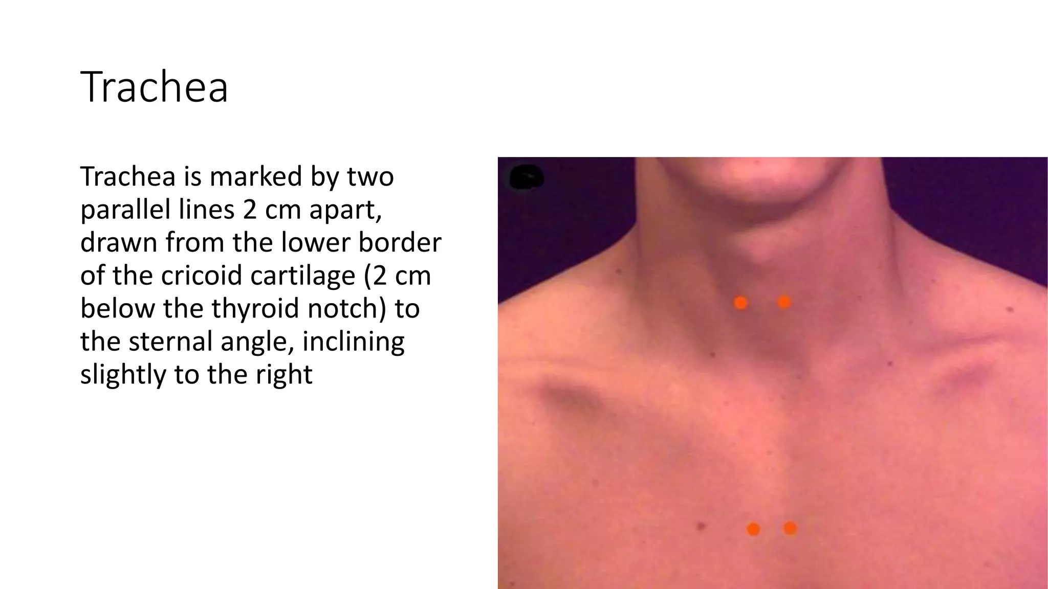 Surface marking thorax | PPTX