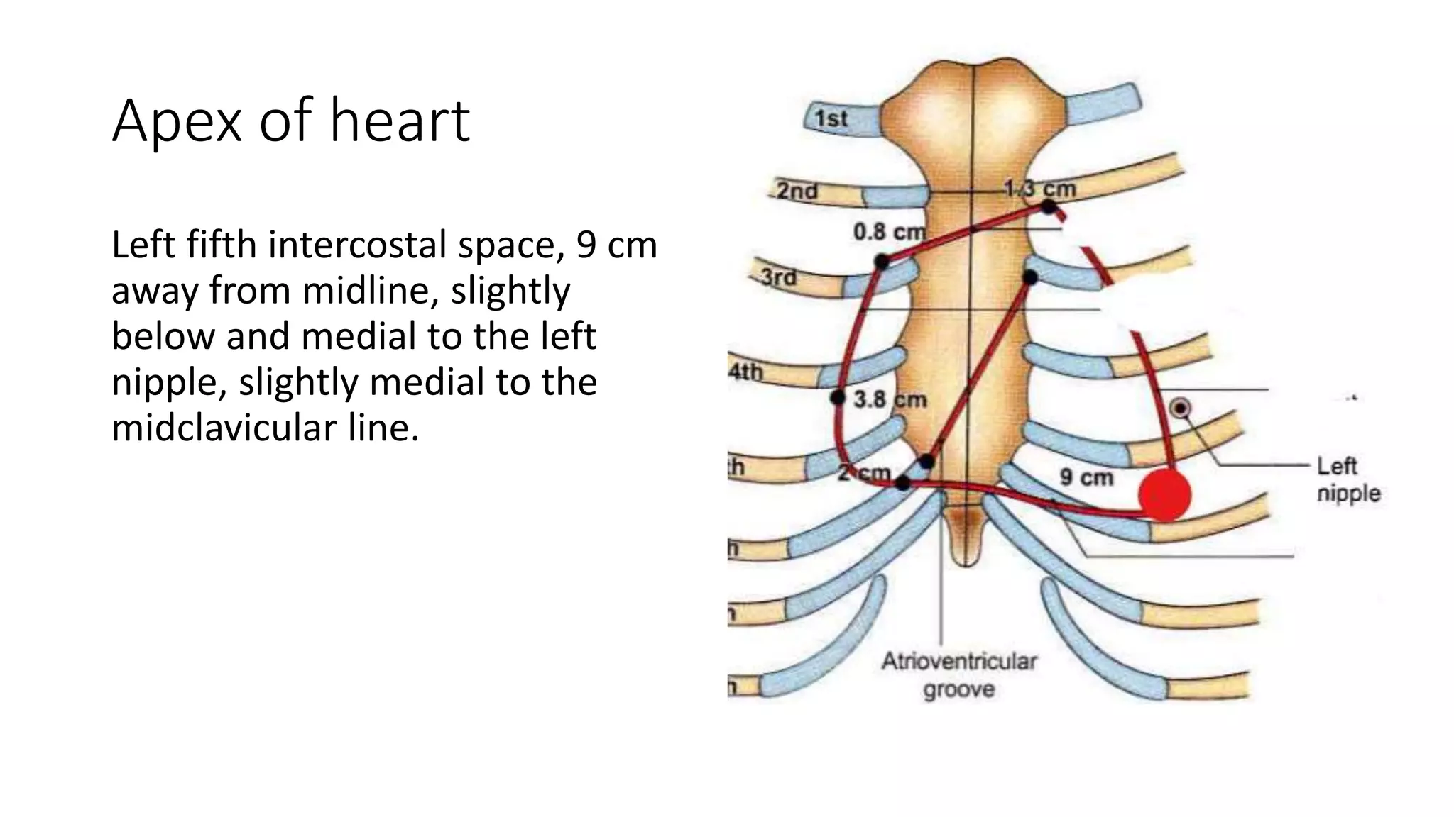Surface marking thorax | PPTX
