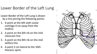 Surface marking thorax | PPTX