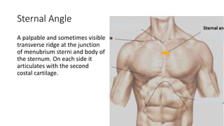 Surface marking thorax | PPTX