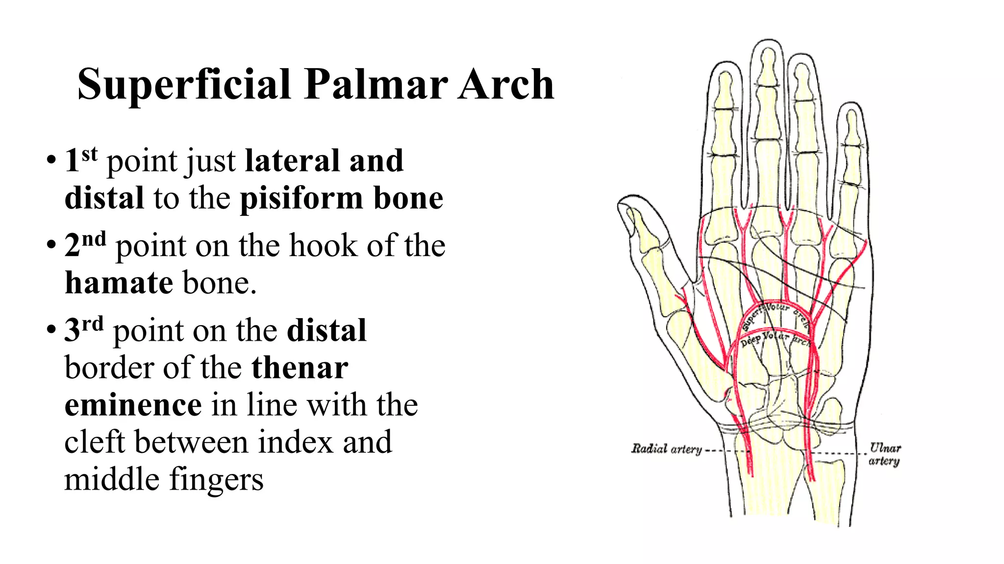 Surface marking upper limb | PPTX