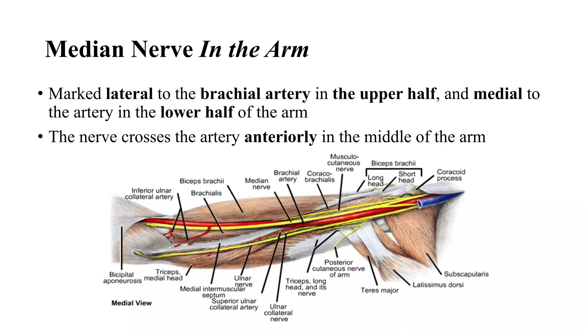 Surface marking upper limb | PPTX