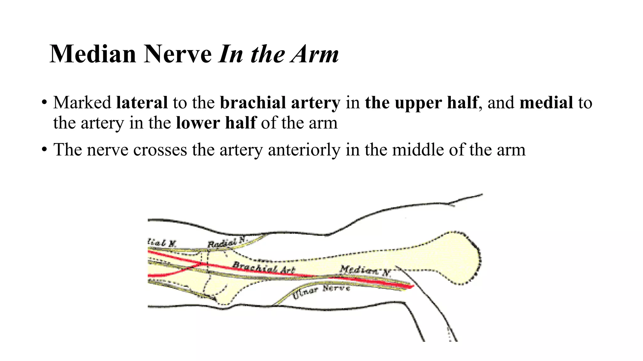 Surface marking upper limb | PPTX