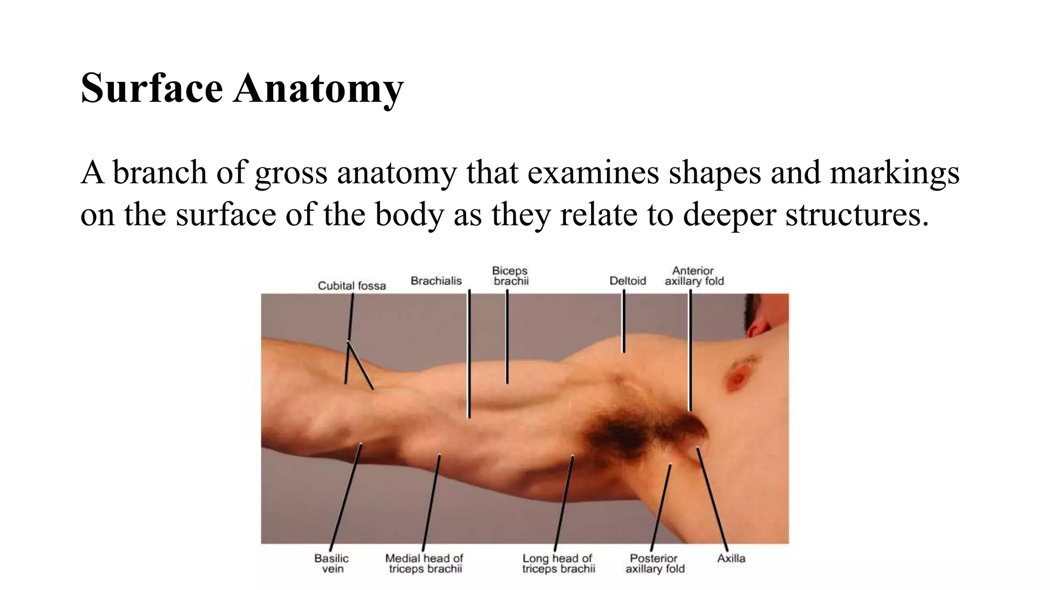 Surface marking upper limb | PPTX