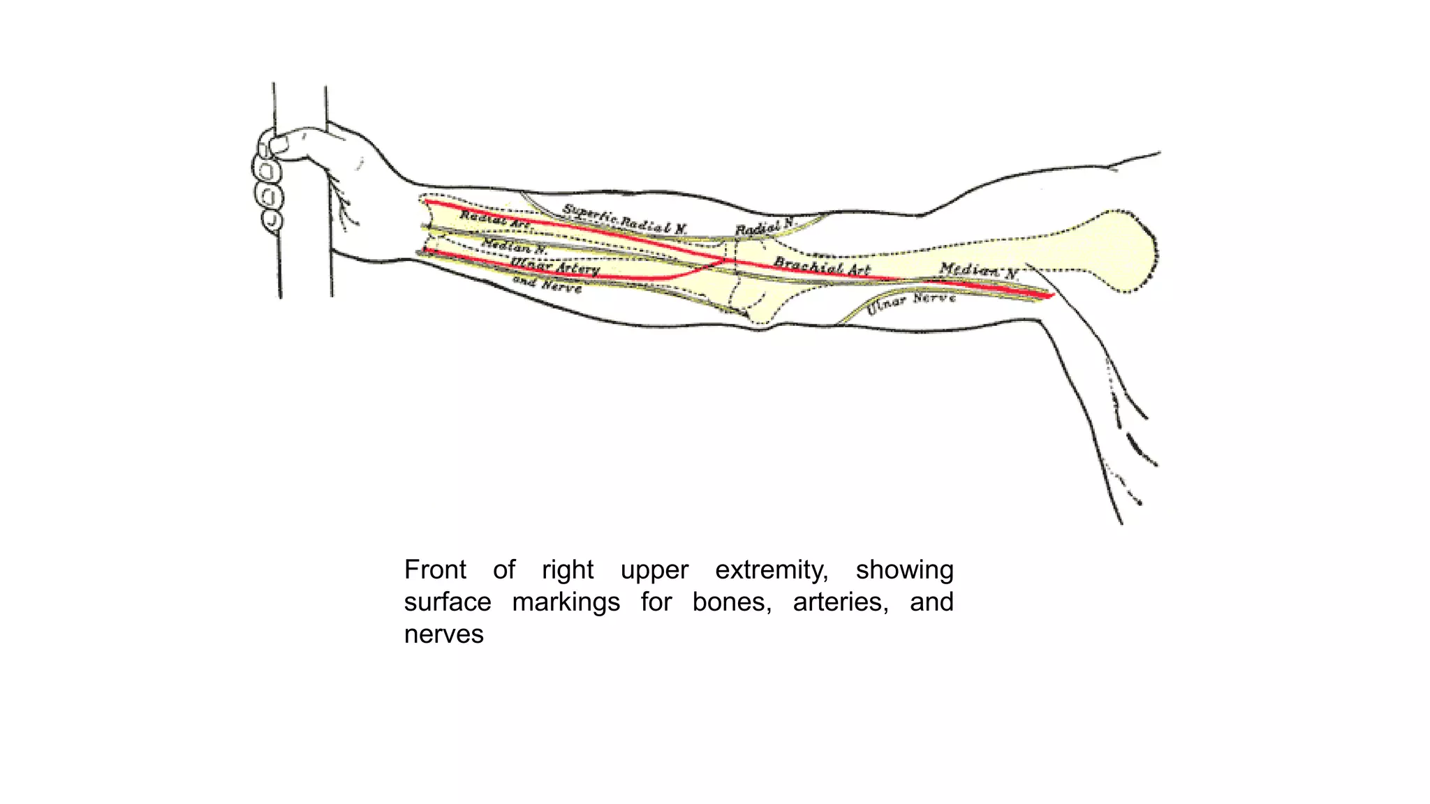 Surface marking upper limb | PPTX