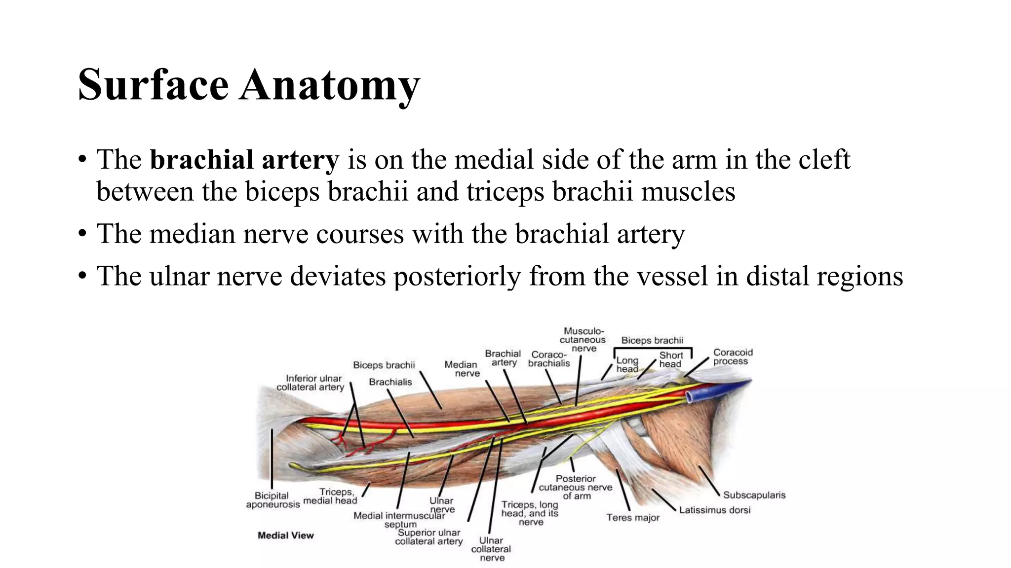 Surface marking upper limb | PPTX