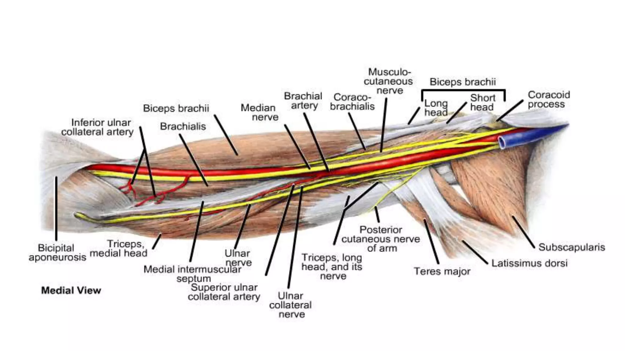 Surface marking upper limb | PPTX