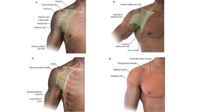 Surface marking upper limb | PPTX