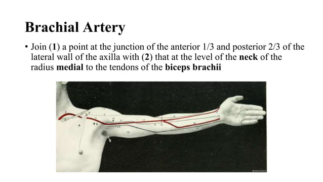 Surface marking upper limb | PPTX
