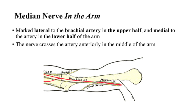 Surface marking upper limb | PPTX