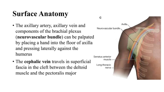 Surface marking upper limb | PPTX