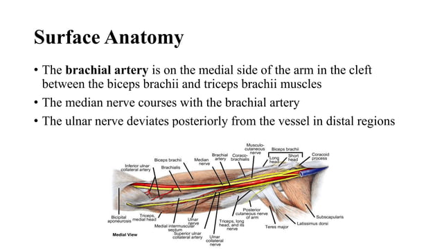 Surface marking upper limb | PPTX