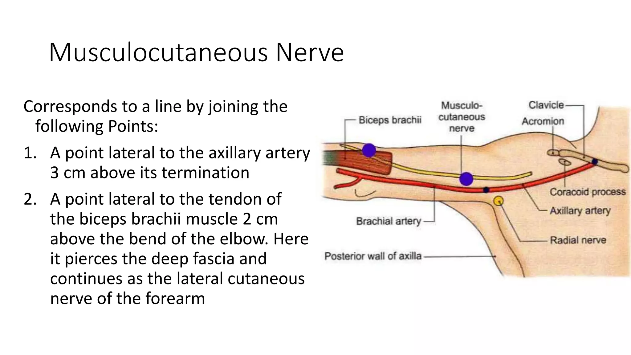 Surface marking upper limb | PPTX