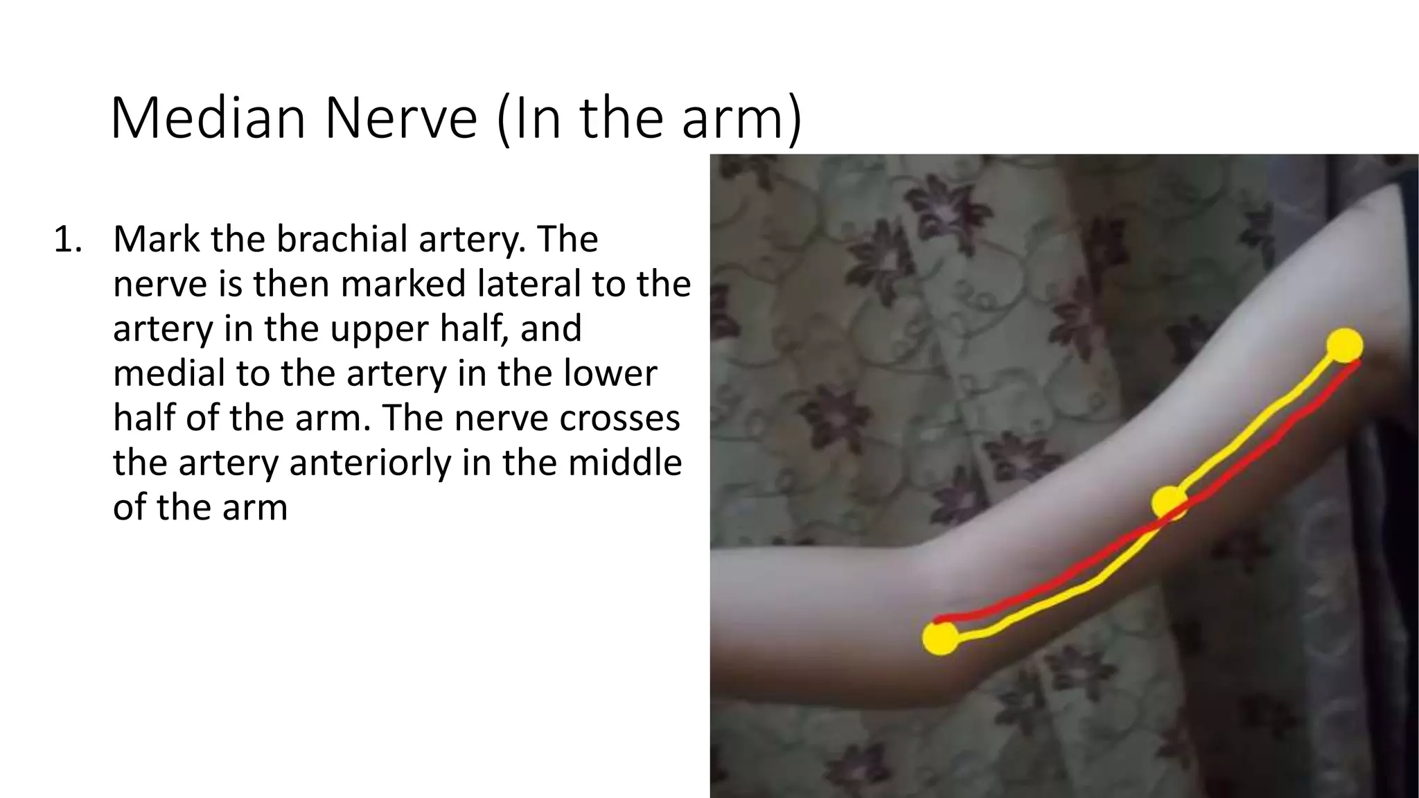 Surface marking upper limb | PPTX