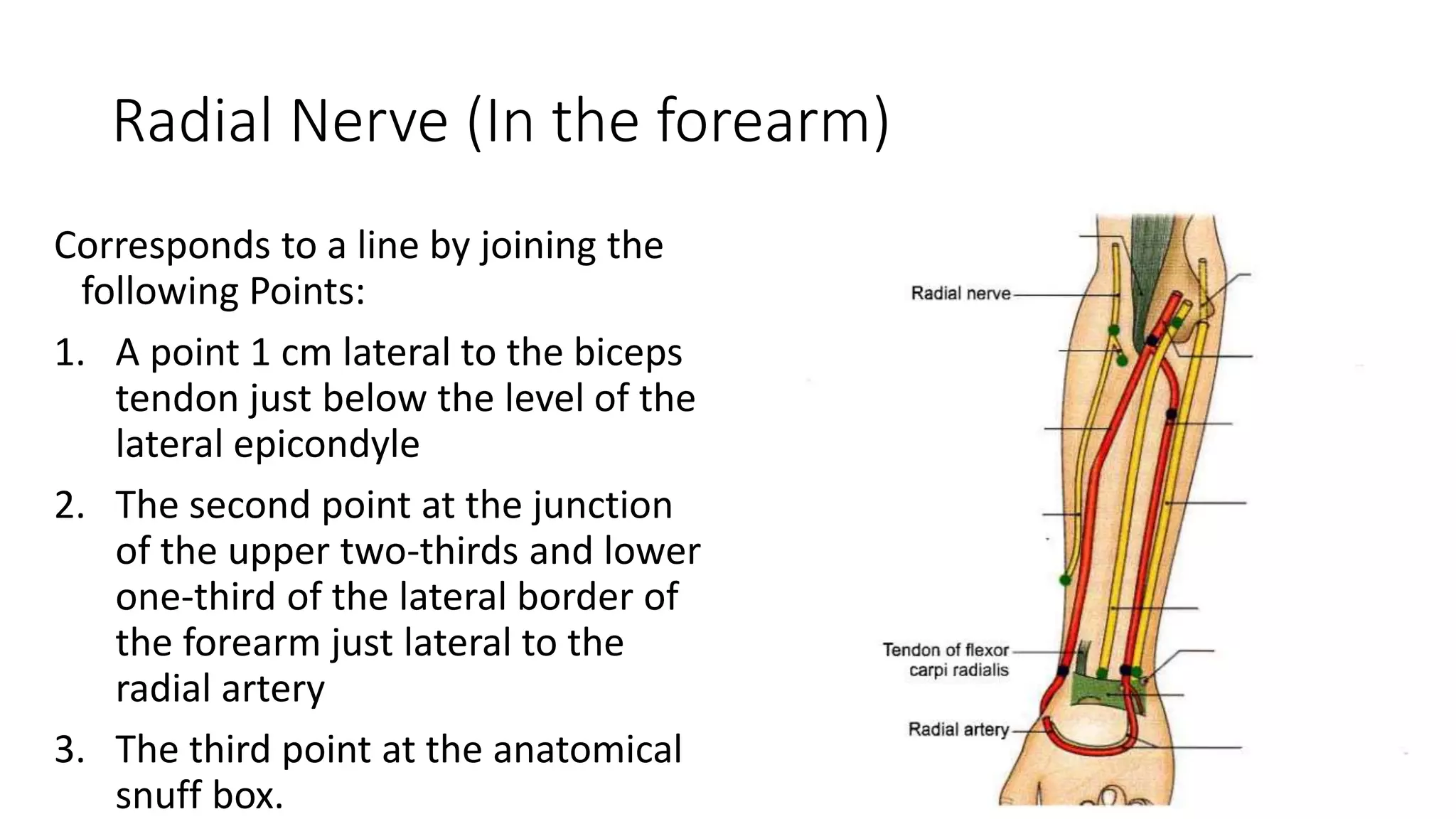 Surface marking upper limb | PPTX