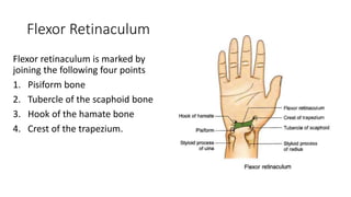 Surface marking upper limb | PPTX