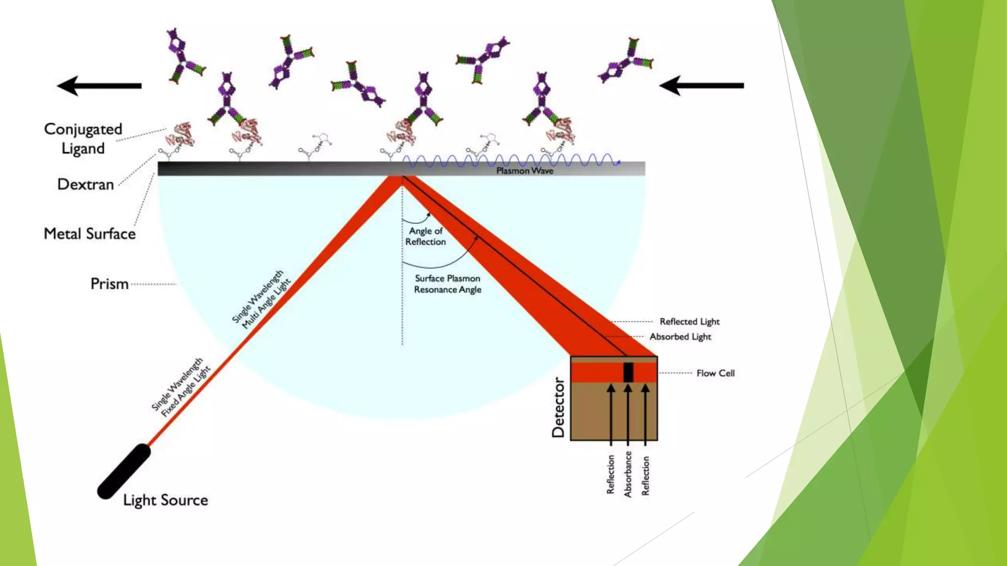 SURFACE PLASMON RESONANCE (SPR).pptx