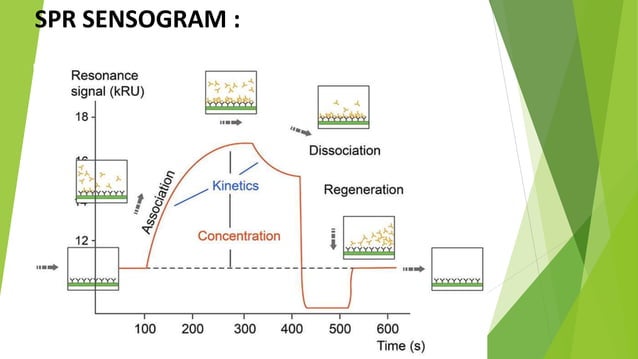 SURFACE PLASMON RESONANCE (SPR).pptx