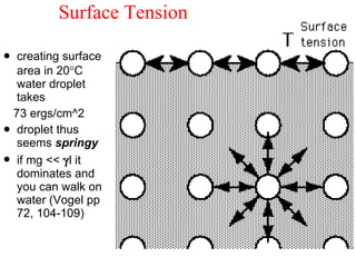 Surface tension | PPT