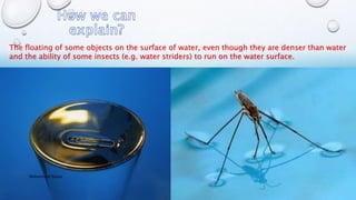 Surface tension | PPTX