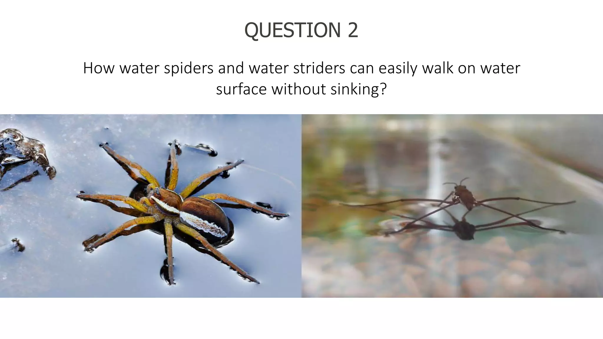 Surface tension--Wetting Phenomena--Capillarity | PPTX