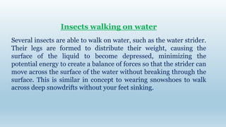 Surface Tension for Beginners | PPTX