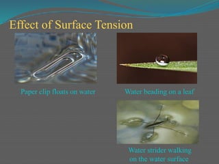 Surface Tension for Engineering Physics.pptx