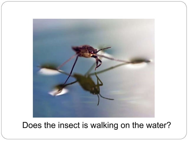 Surface tension (1) | PPT