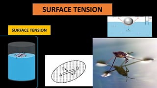 surface tension 1.pptx science hub | tsh | PPTX