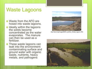 Surface water pollution | PPTX