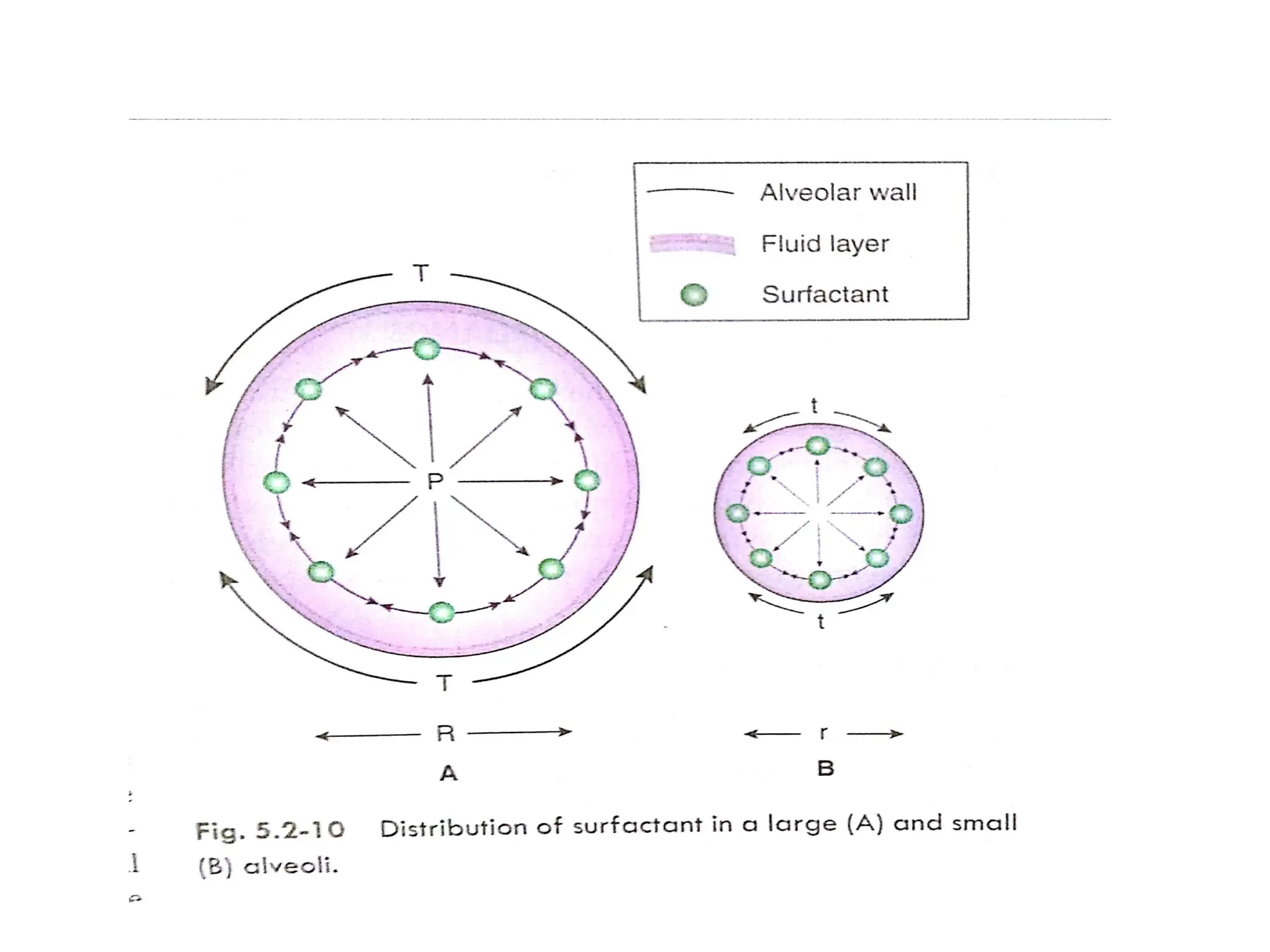 Surfactant lung physiology dental medical .ppt