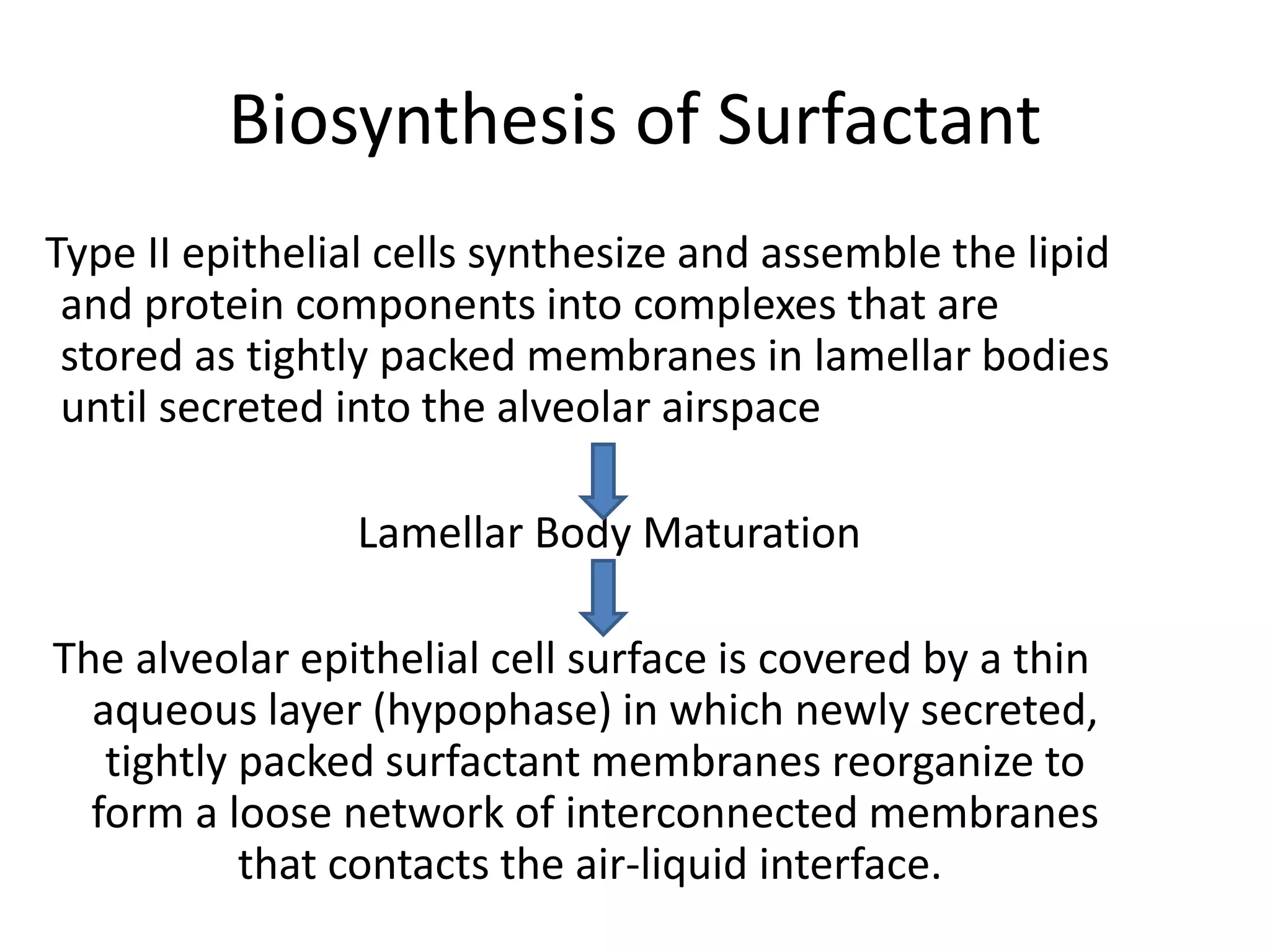 Surfactant, biosynthesis and its regulation | PPTX | Lung and ...