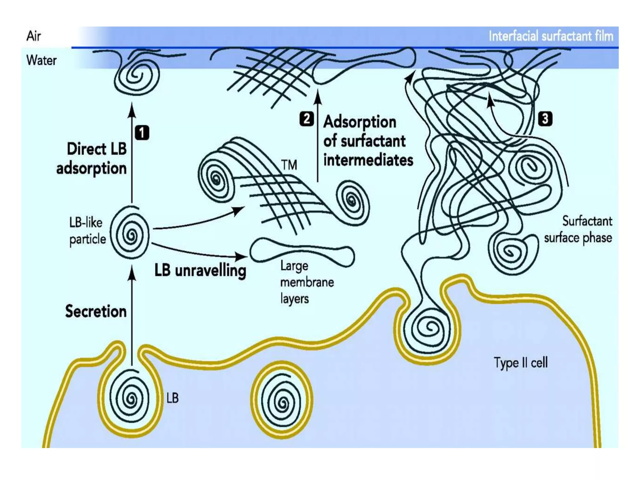 Surfactant, biosynthesis and its regulation | PPTX