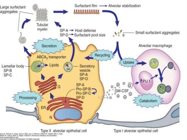 Surfactant, biosynthesis and its regulation