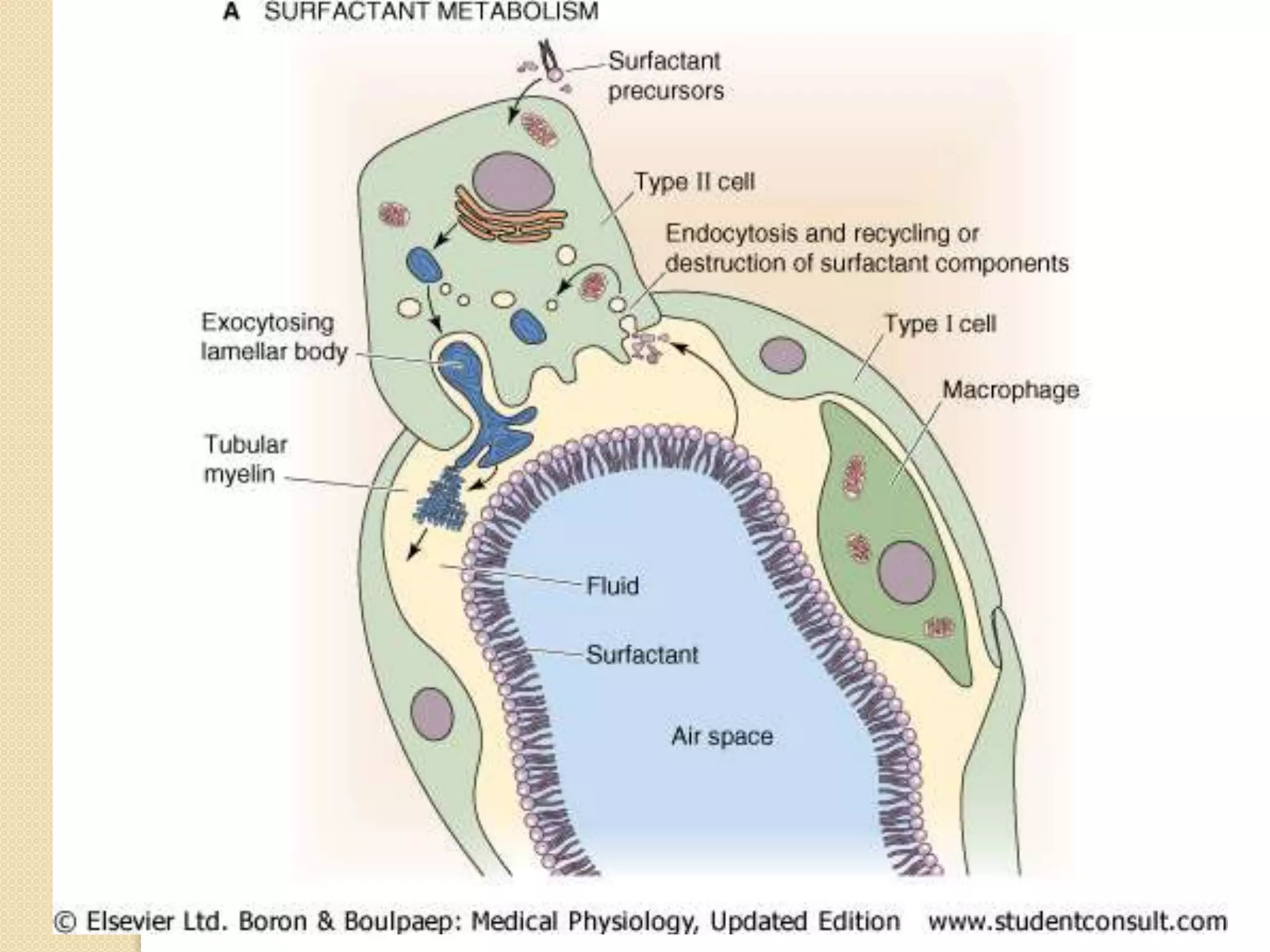 Surfactant & compliance, LAW OF LAPLACE, Work of Breathing (the guyton ...