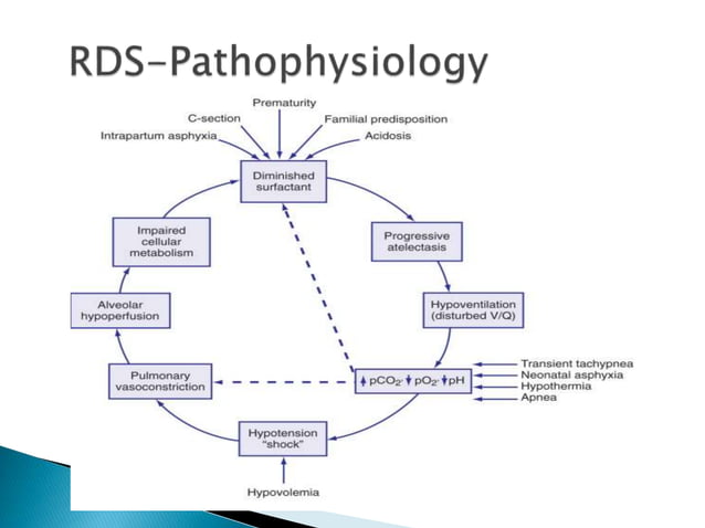 Surfactant replacement therapy : RDS & beyond | PPTX | Lung and ...