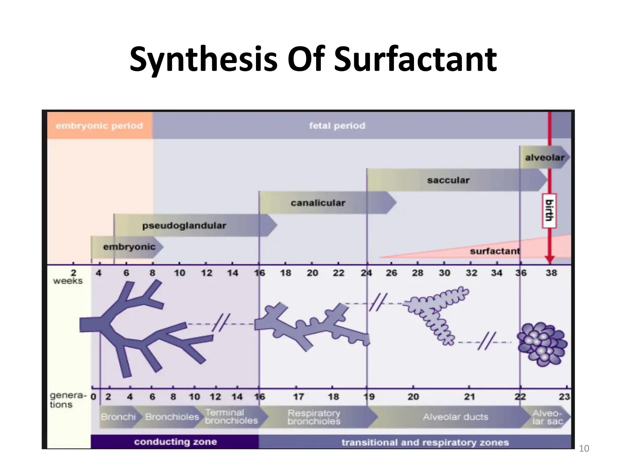 surfactant SEMINAR PAPER 1 dhinesh.pdf