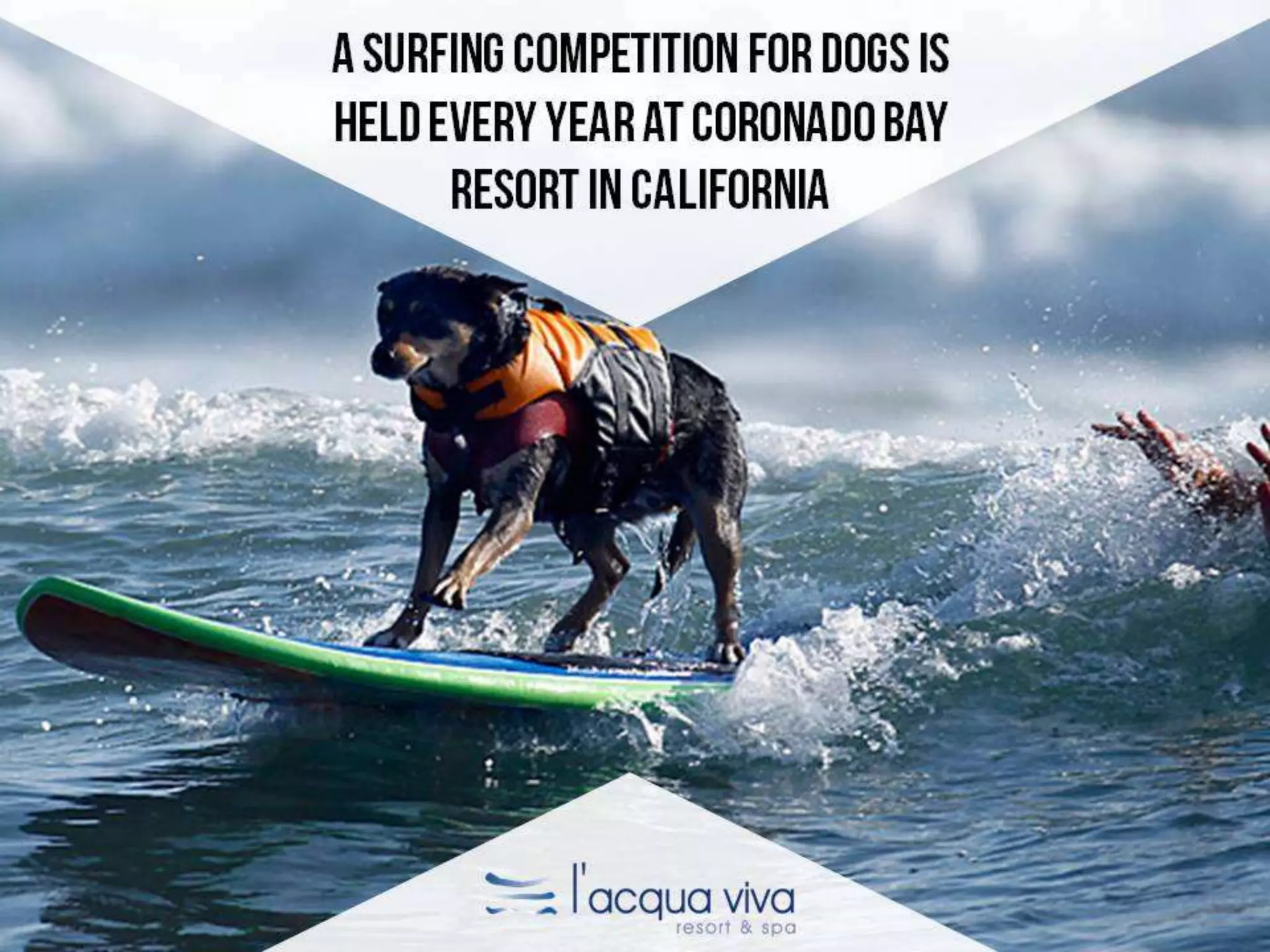 Random Facts about Surfing | PPT