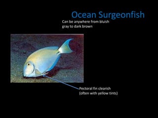 Surgeonfish & Triggerfish Slideshow | PPTX
