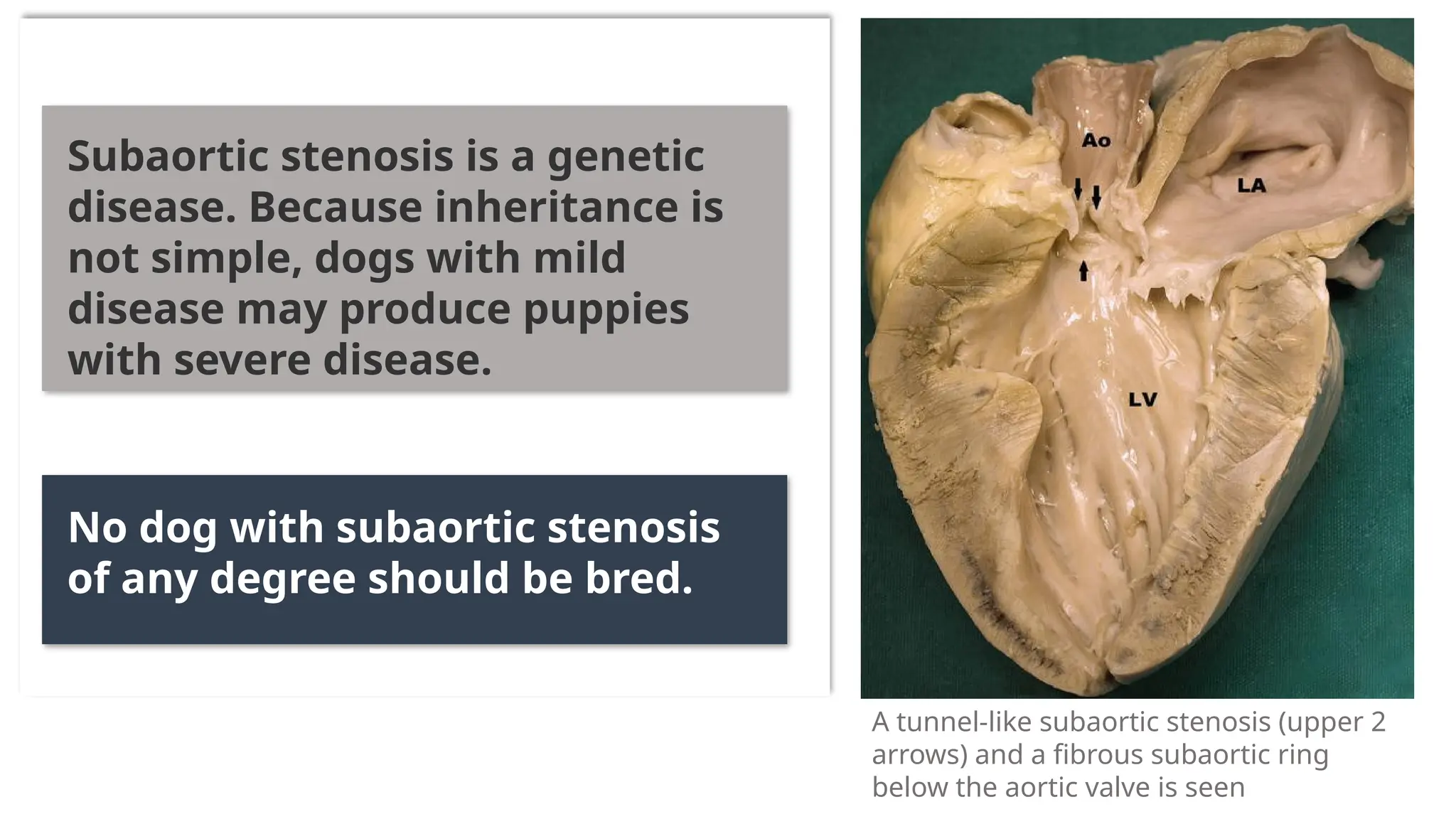 Surgeries of cardiovascular system in dogs.pptx