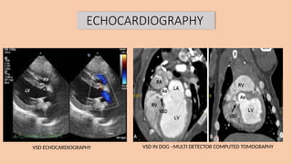 Surgeries of cardiovascular system in dogs.pptx