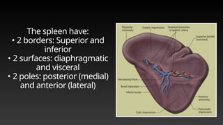 SURGERY.ppt.SPLEEN INJURY HAS MADE EASY IN SLIDES | PPTX