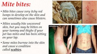 Surgery insects bites | PPTX