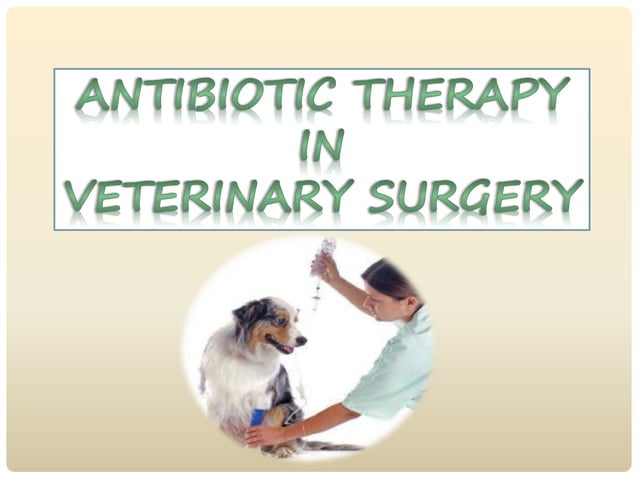 Antibiotic therapy in veterinary surgey | PPTX