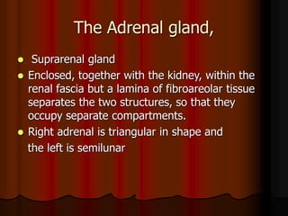 Surgery of adrenal gland | PPT