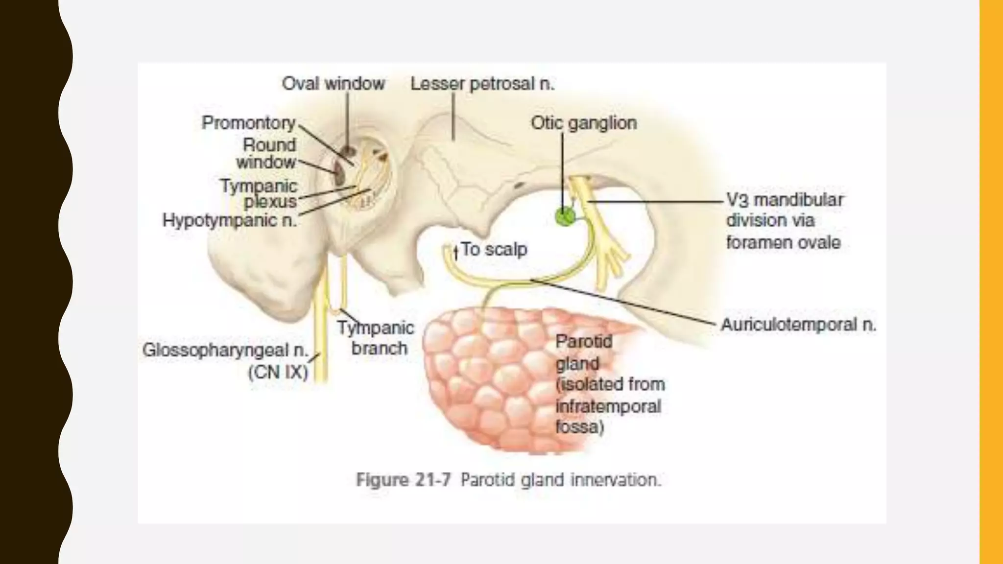 Parotid Gland Swelling Ppt