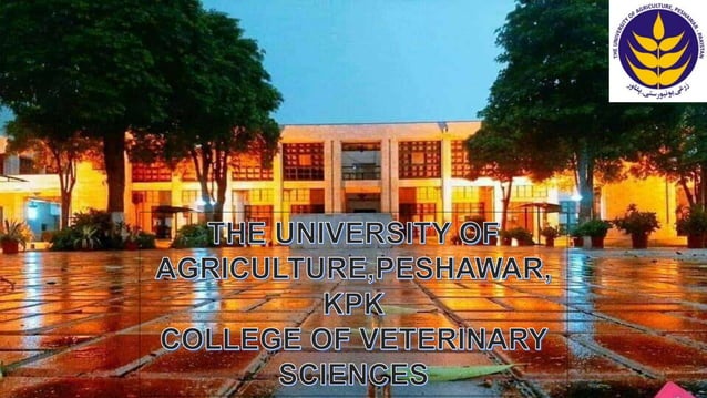 MANAGEMENT & TREATMENT OF BURN WOUND In Animals | PPTX | First Aid ...