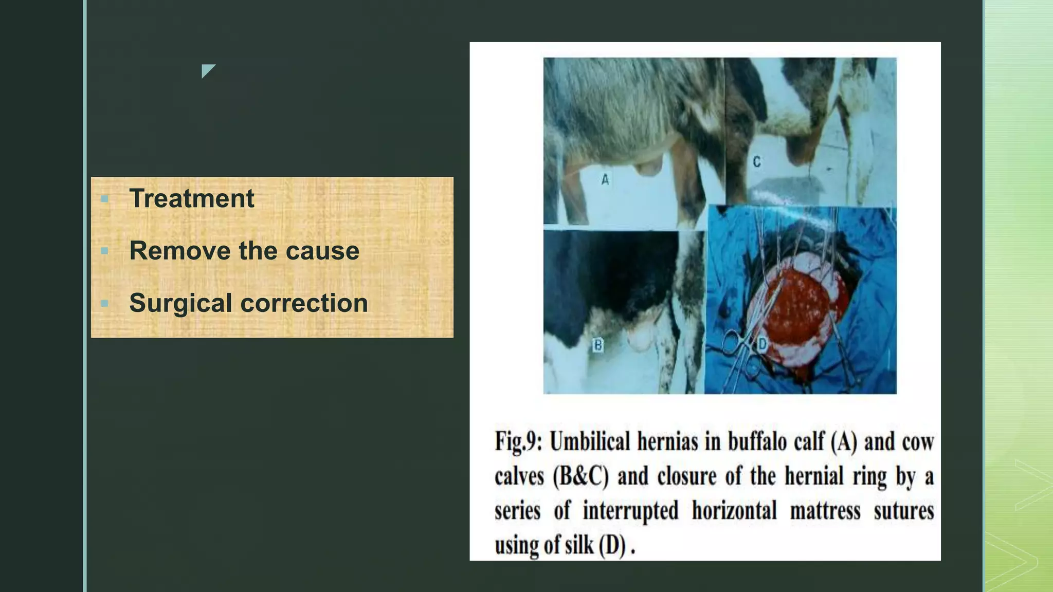 Surgical Affections of neck and Abdomins in Ruminants | PPTX