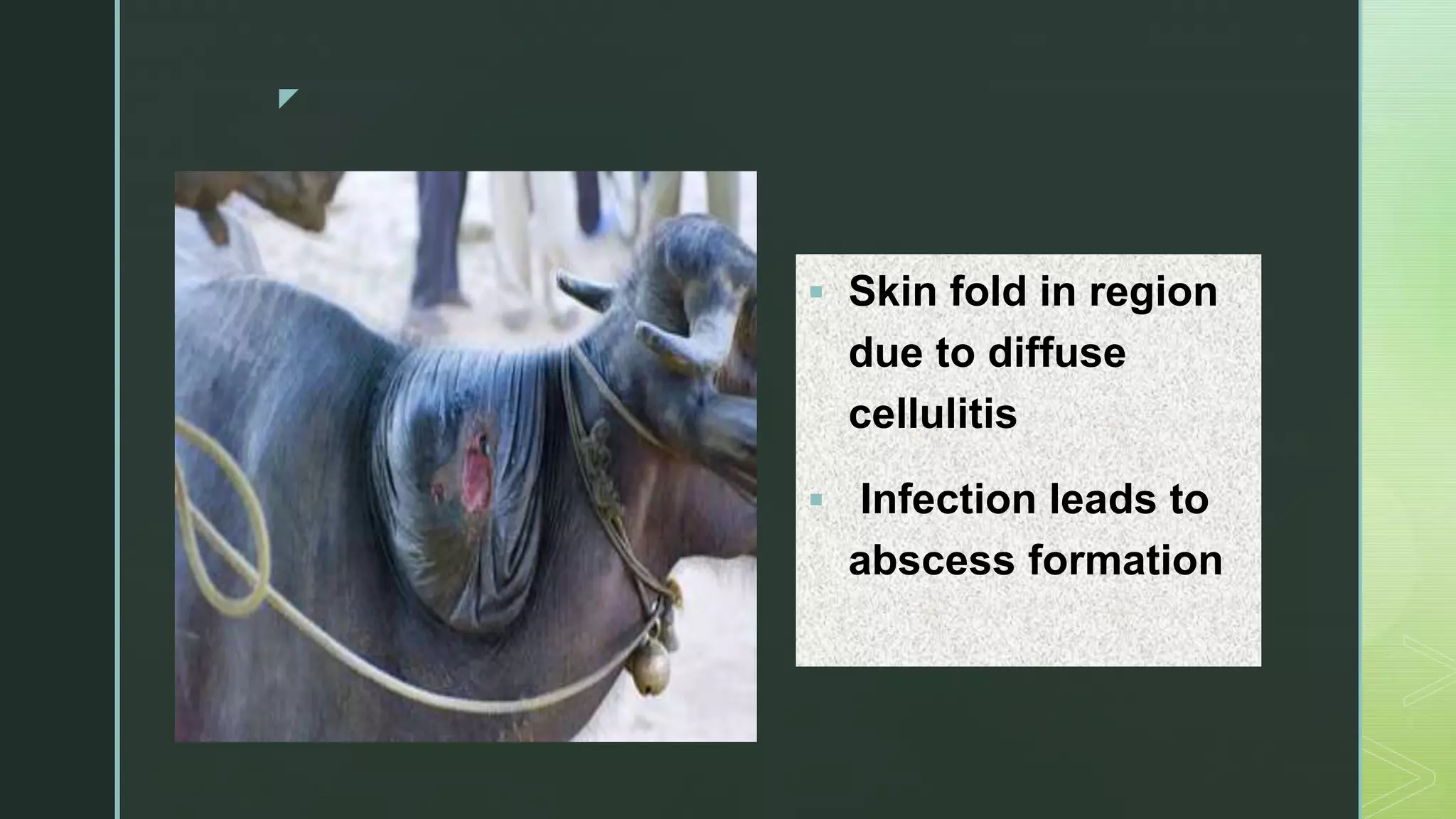 Surgical Affections of neck and Abdomins in Ruminants | PPTX