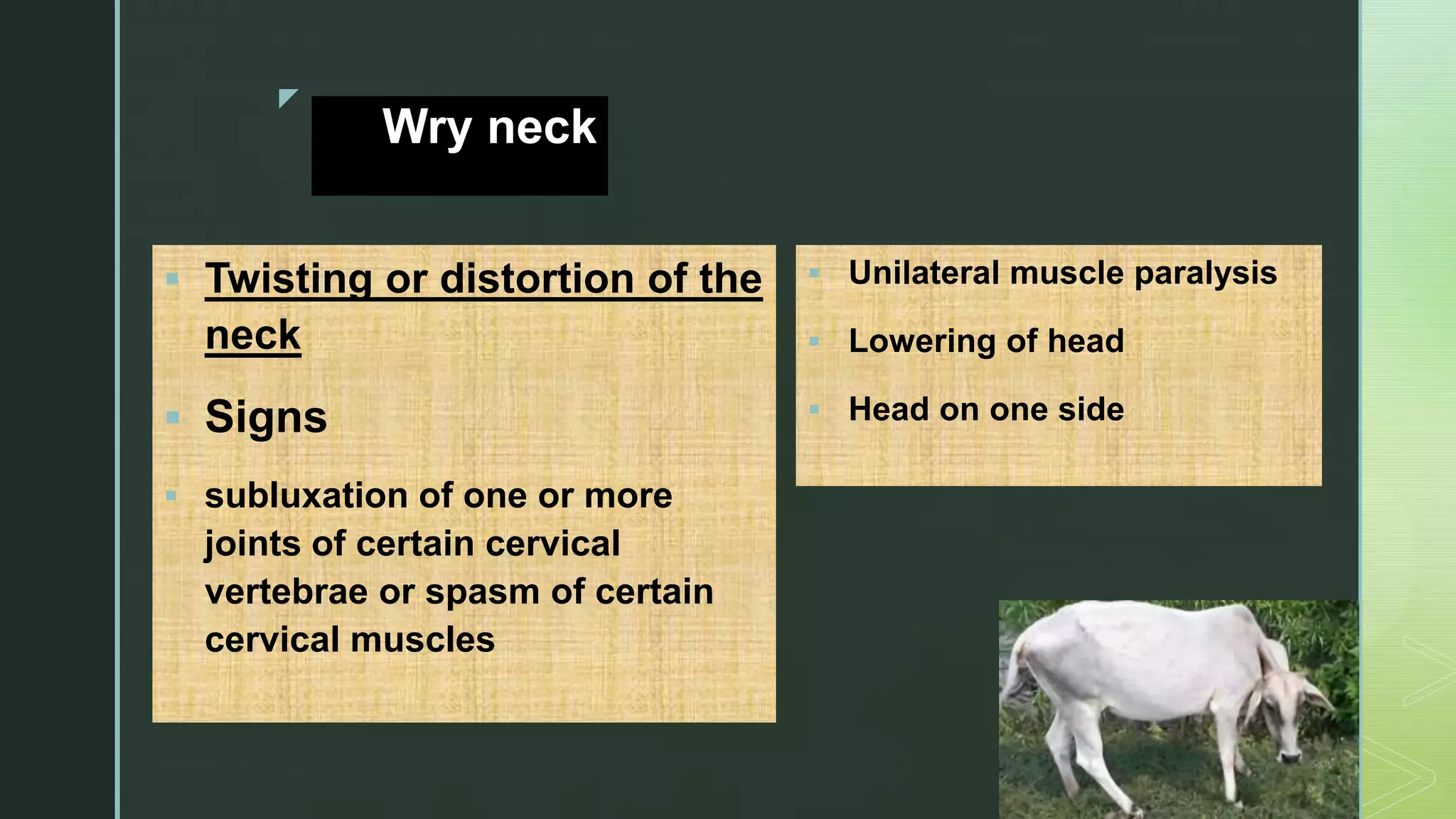 Surgical Affections of neck and Abdomins in Ruminants | PPTX